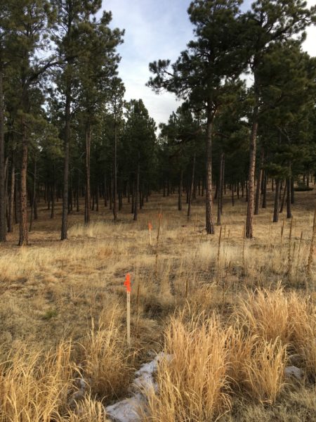 The Forest Modern: We Have Ground Stakes! - The House of Silver Lining